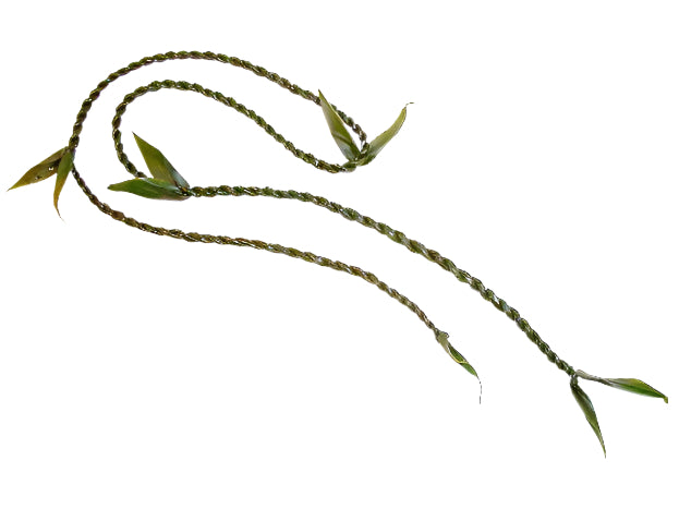 Fresh Flower Hawaiian Leis Shipped Online | Leilanis Leis